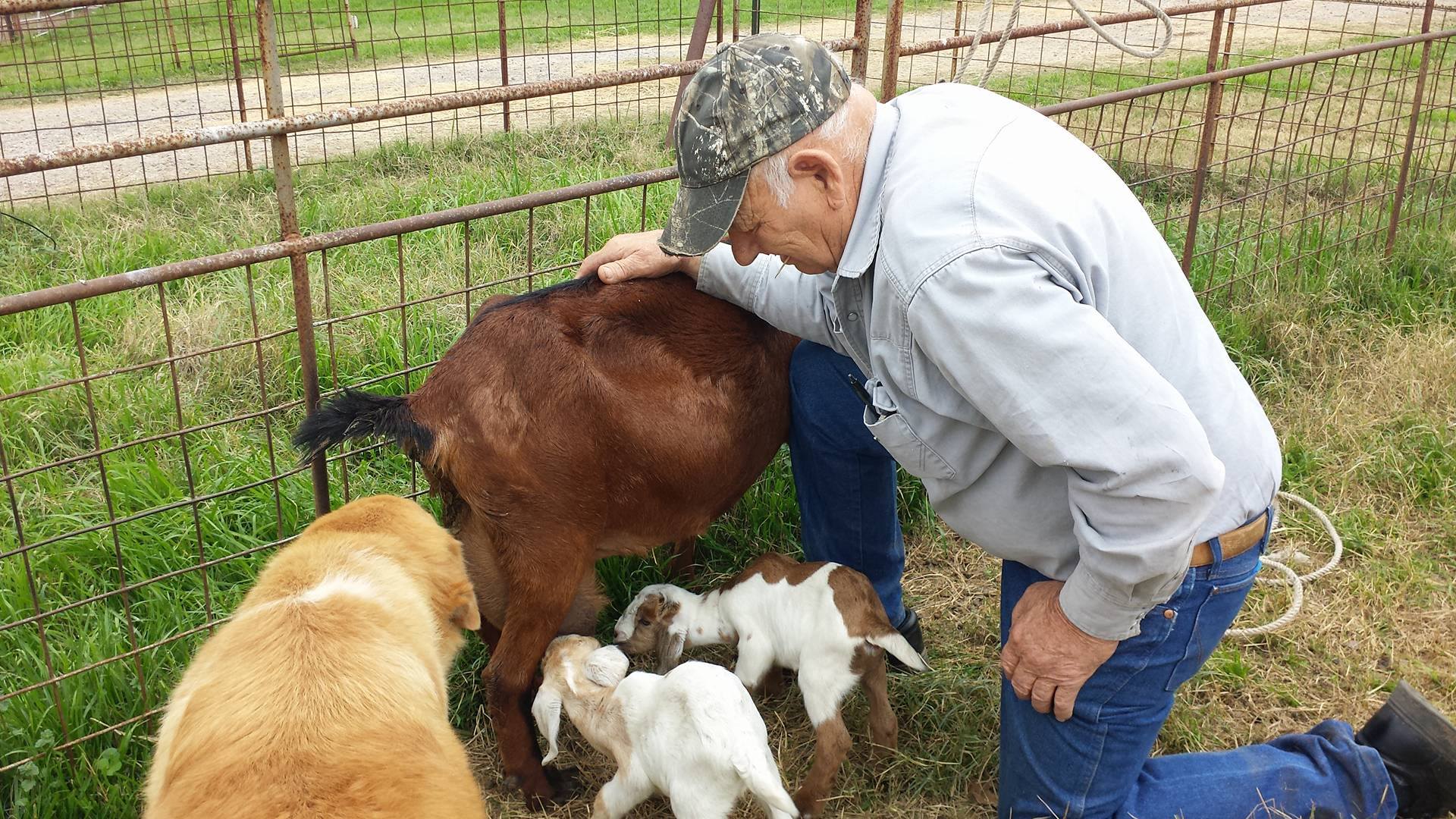 WW Livestock Guard Dogs and Boer Goats | Connie and Jimmy | Prairie Lea ...