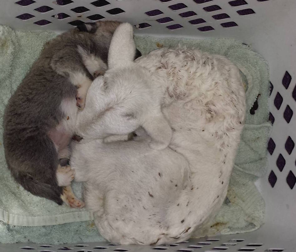 WW Livestock Guard Dogs and Boer Goats | Connie and Jimmy | Prairie Lea ...