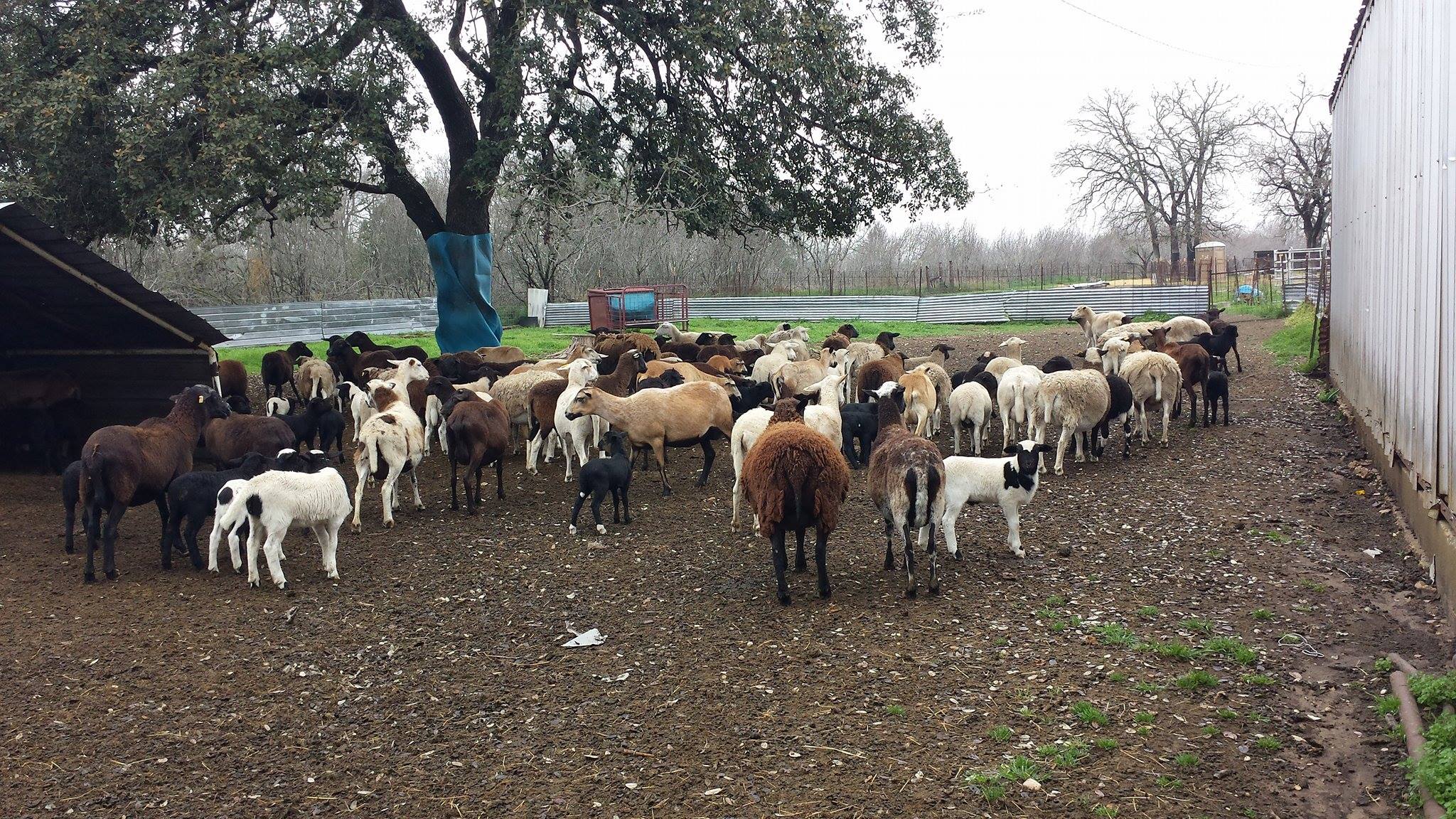 WW Livestock Guard Dogs and Boer Goats | Connie and Jimmy | Prairie Lea ...