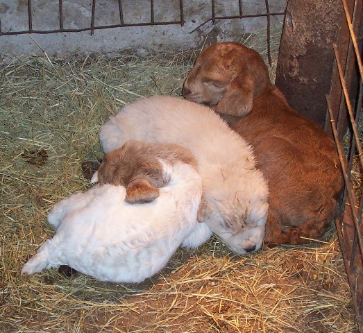 WW Livestock Guard Dogs and Boer Goats | Connie and Jimmy | Prairie Lea ...