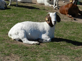 WW Livestock Guard Dogs and Boer Goats | Connie and Jimmy | Prairie Lea ...